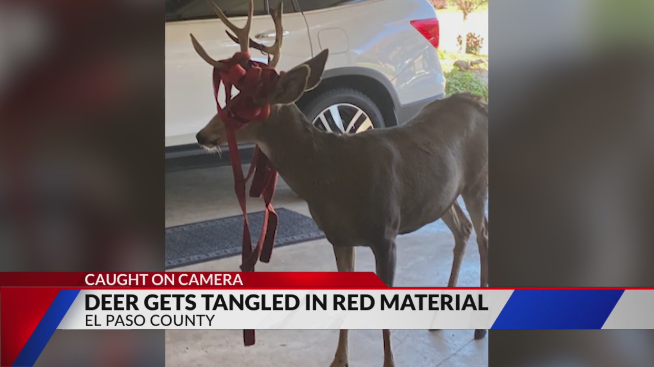Deer tangled in red material prompts wildlife safety tips