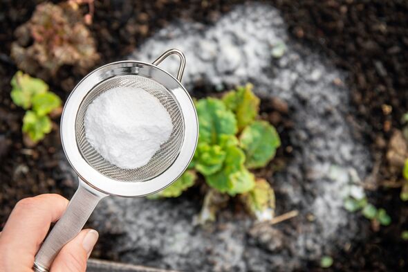 Households urged to put baking powder in garden in October