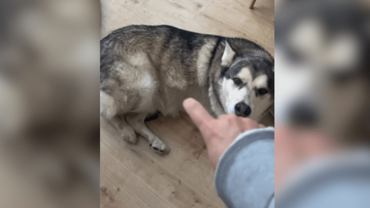 Husky "equipped with bluetooth" for belly scratches leaves viewers in ...
