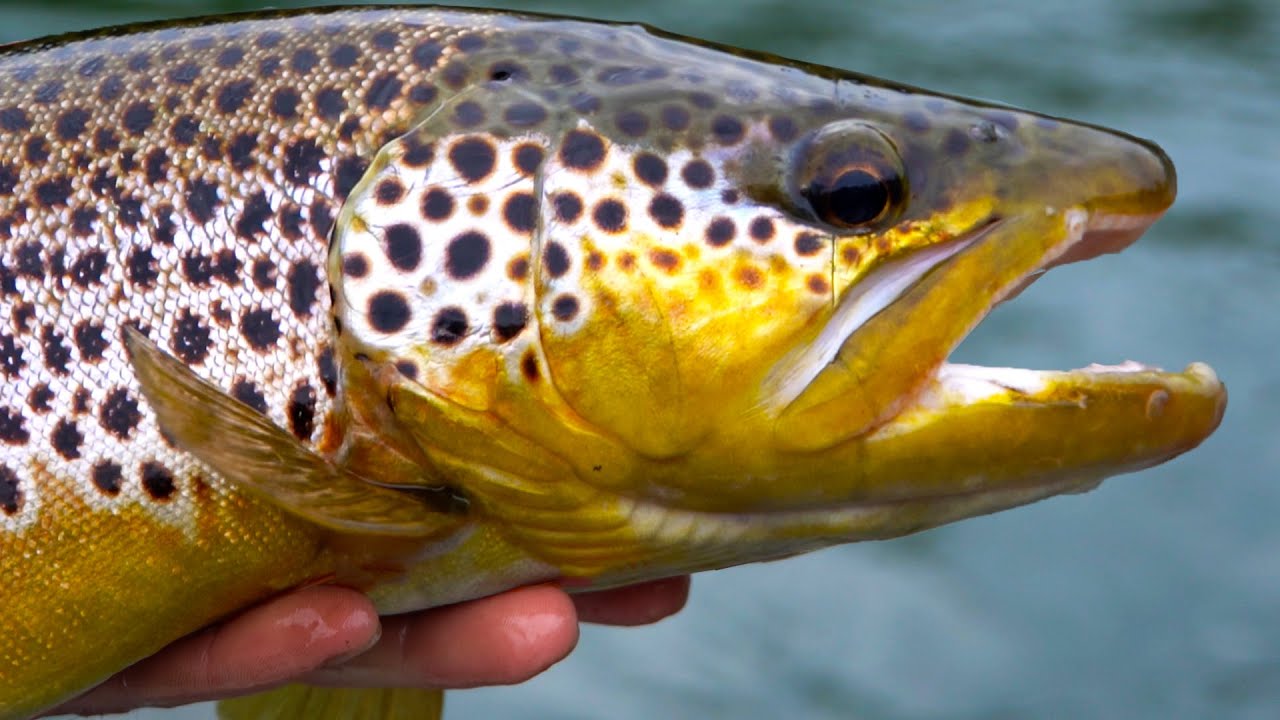 Monster Brown Trout In The Heart Of Arkansas