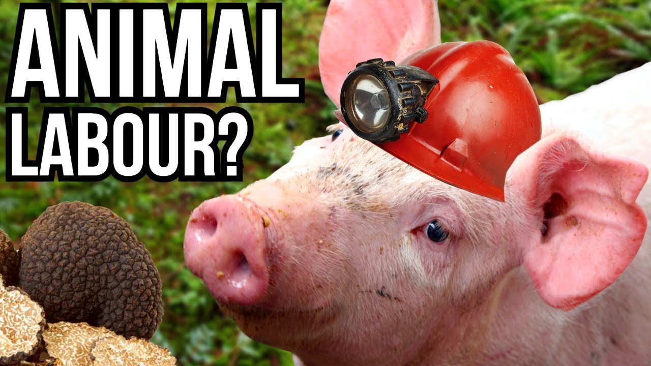 4 Skilled Animals That Are Forced To Work - Animal Labour