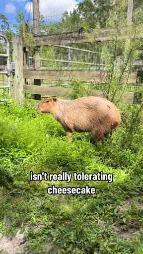 Cheesecake Capybara: Cute, Fluffy… and Slightly Annoying!