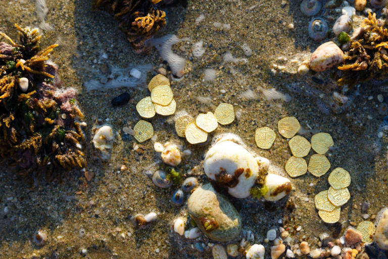 If you find these things in your garden, they’re not legally yours to keep