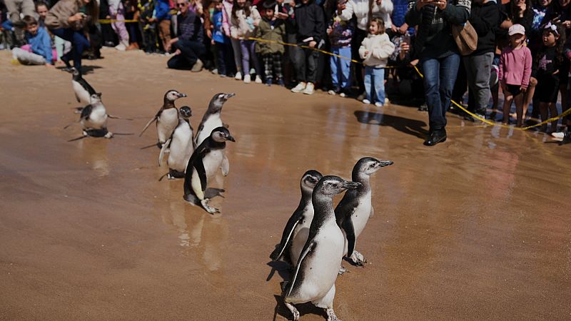 Nine Magellanic penguins released into the sea after rehabilitation in ...