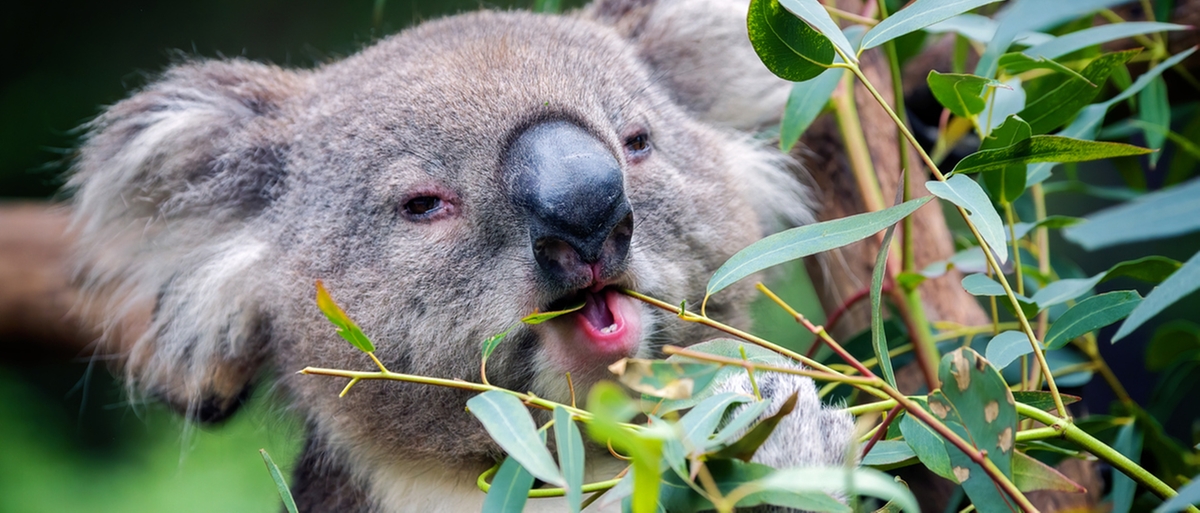 Koala a rischio estinzione per lo stress