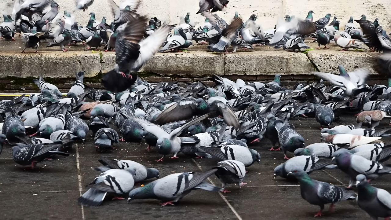 The Pigeons of Ancient Rome