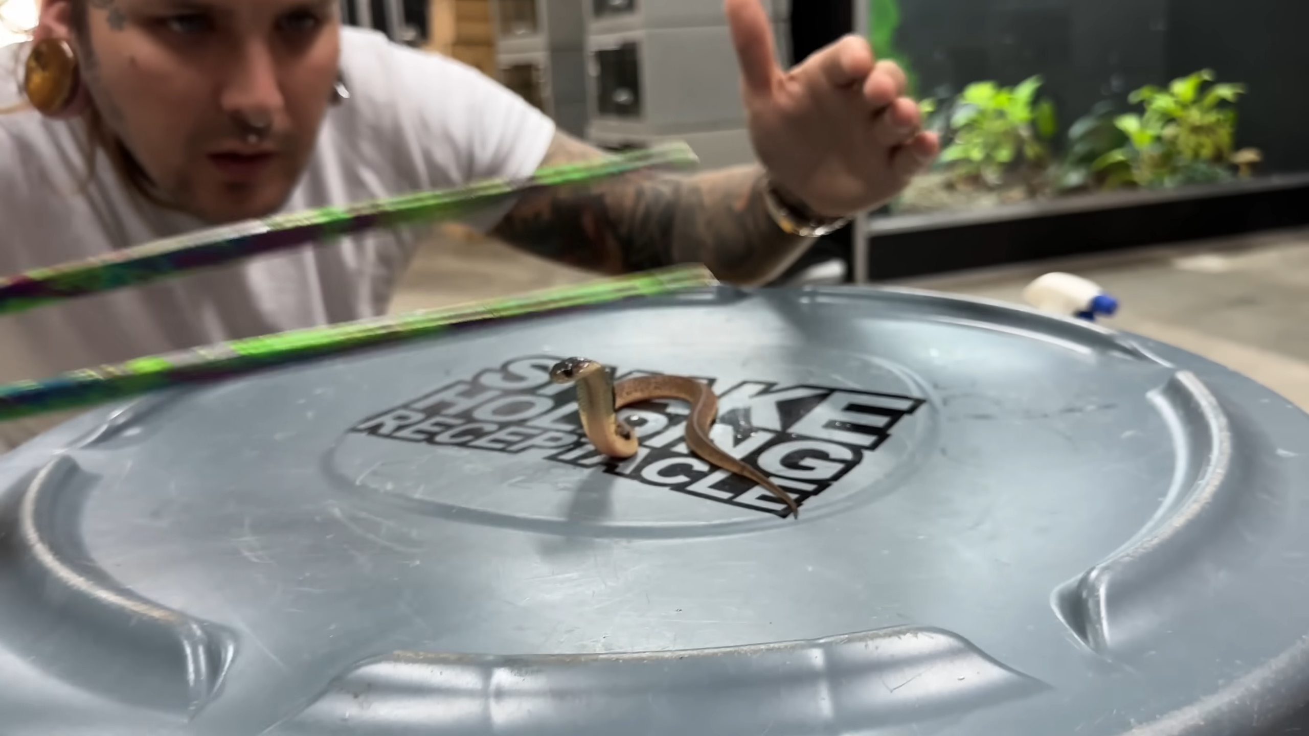 Feeding Baby Vipers With Frog Juice