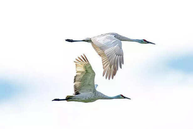 Incredible Science Behind Bird Migration
