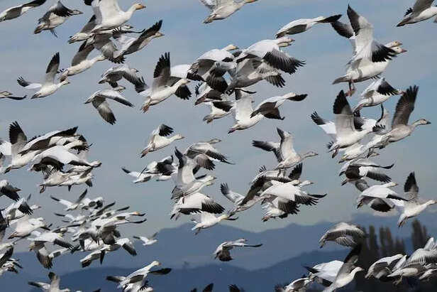 Incredible Science Behind Bird Migration