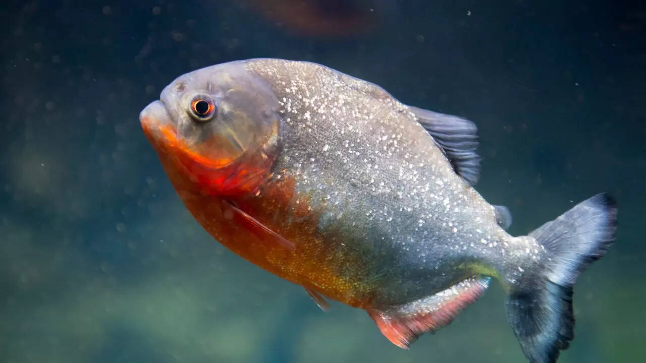 Piranha bite power: How sharp teeth and strong jaws make them deadly ...