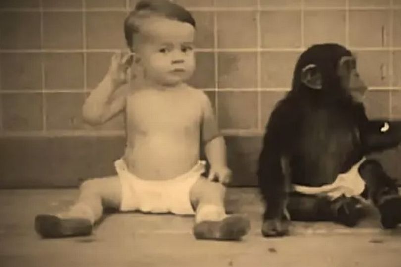 Toddler raised with chimp left scientist parents horrified at their ...