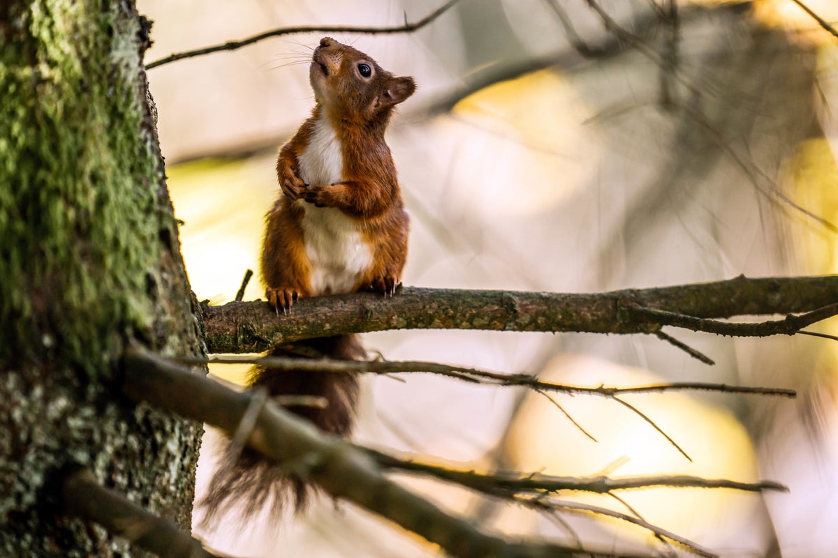 ‘Very mean’ squirrel attacks residents and sends at least two people to ...