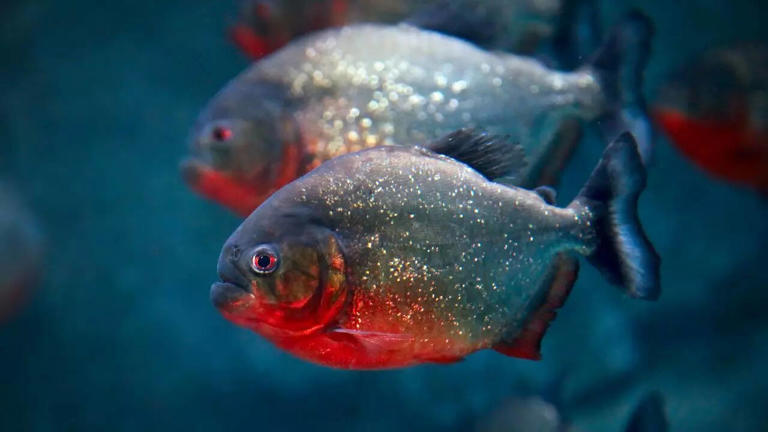 Piranha bite power: How sharp teeth and strong jaws make them deadly ...