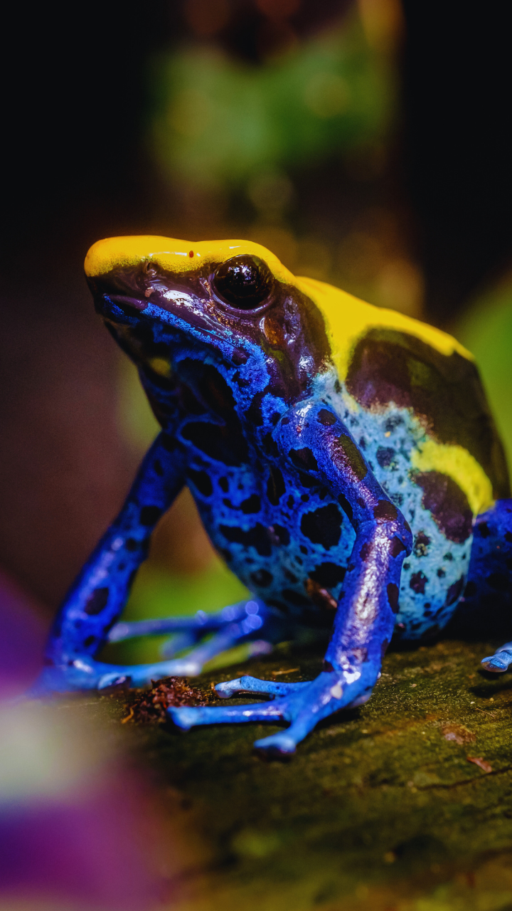 10 most poisonous, colourful frogs and where to spot them