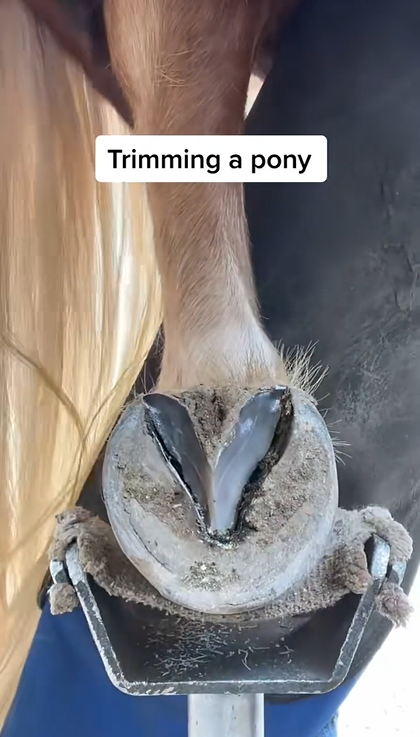 Satisfying Horse Hoof Trimming | ASMR Farrier Work