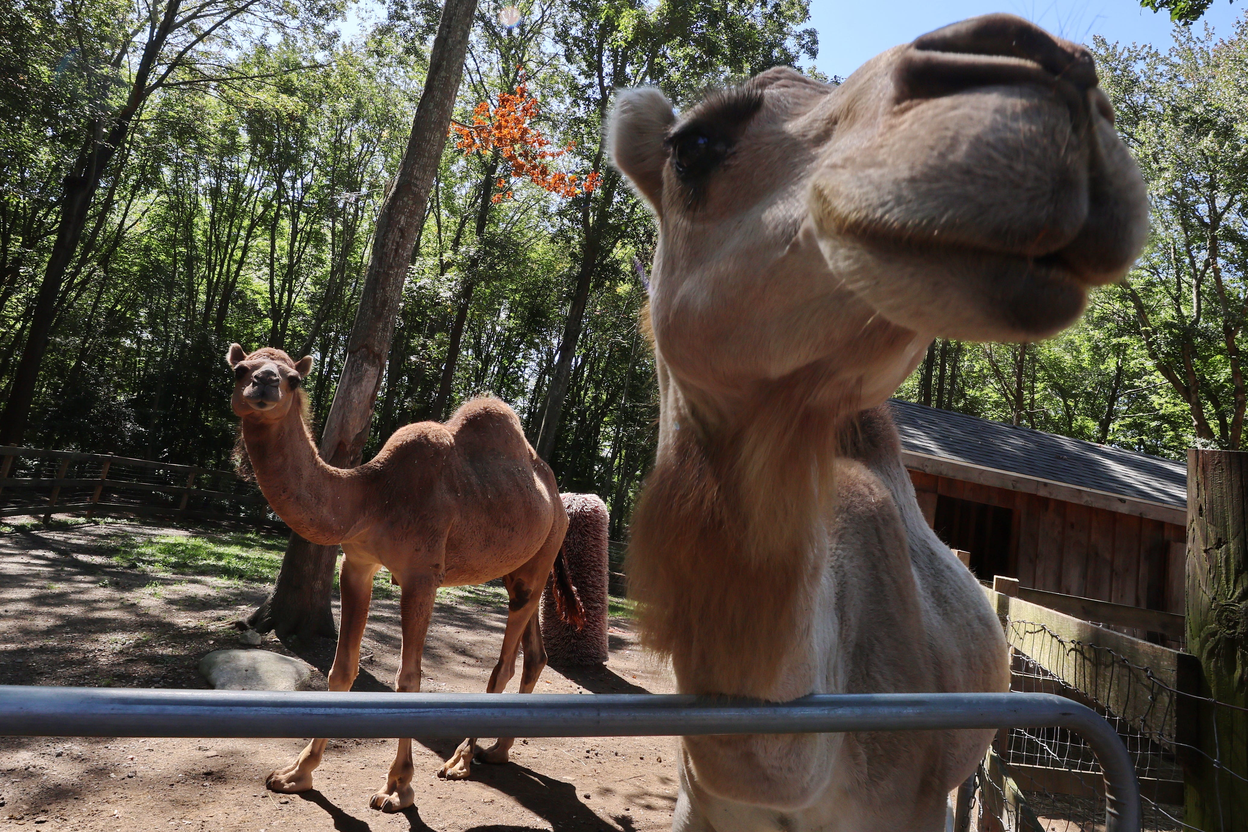 Blazing Saddles thrives in Fairhaven with menagerie of 150 animals. Get ...