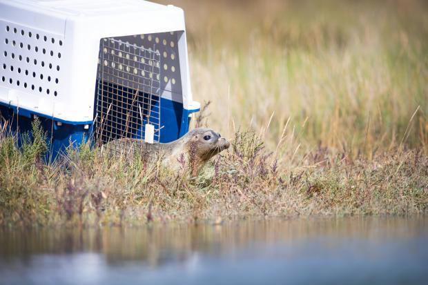 Seal pups in south Essex released into wild after 'long and expensive ...