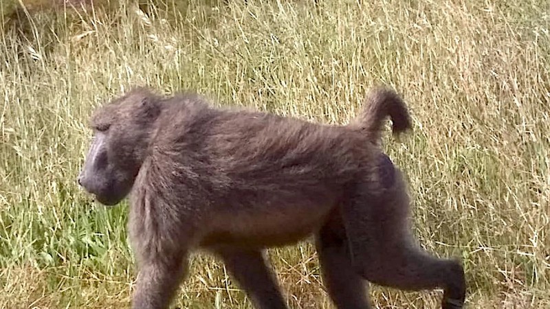 Debate intensifies over Cape Peninsula baboon sanctuary proposal