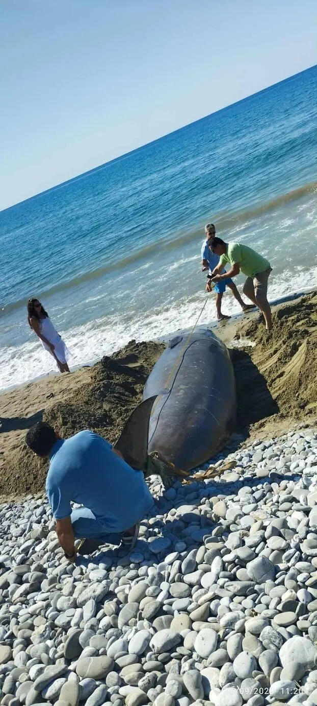 Μαζικός εκβρασμός ζιφιών στη Νότια Κρήτη- Μεγάλη κινητοποίηση από τις Αρχές