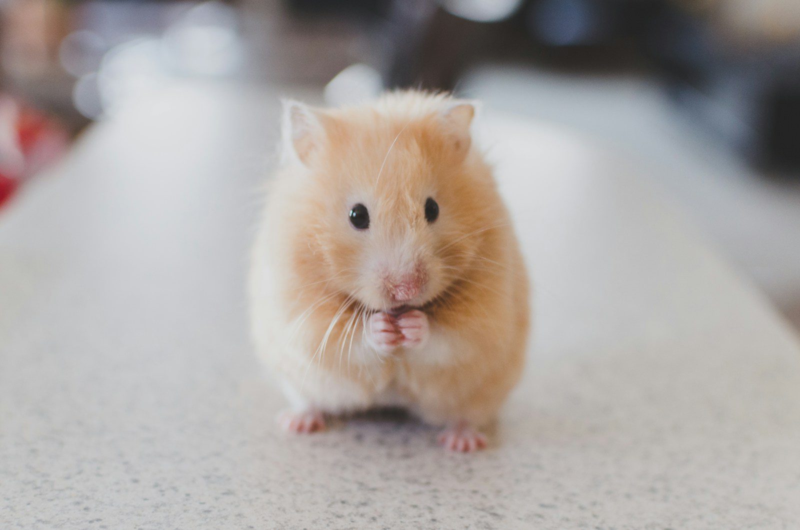 13 Everyday Habits That Invite Mice Into Your Home