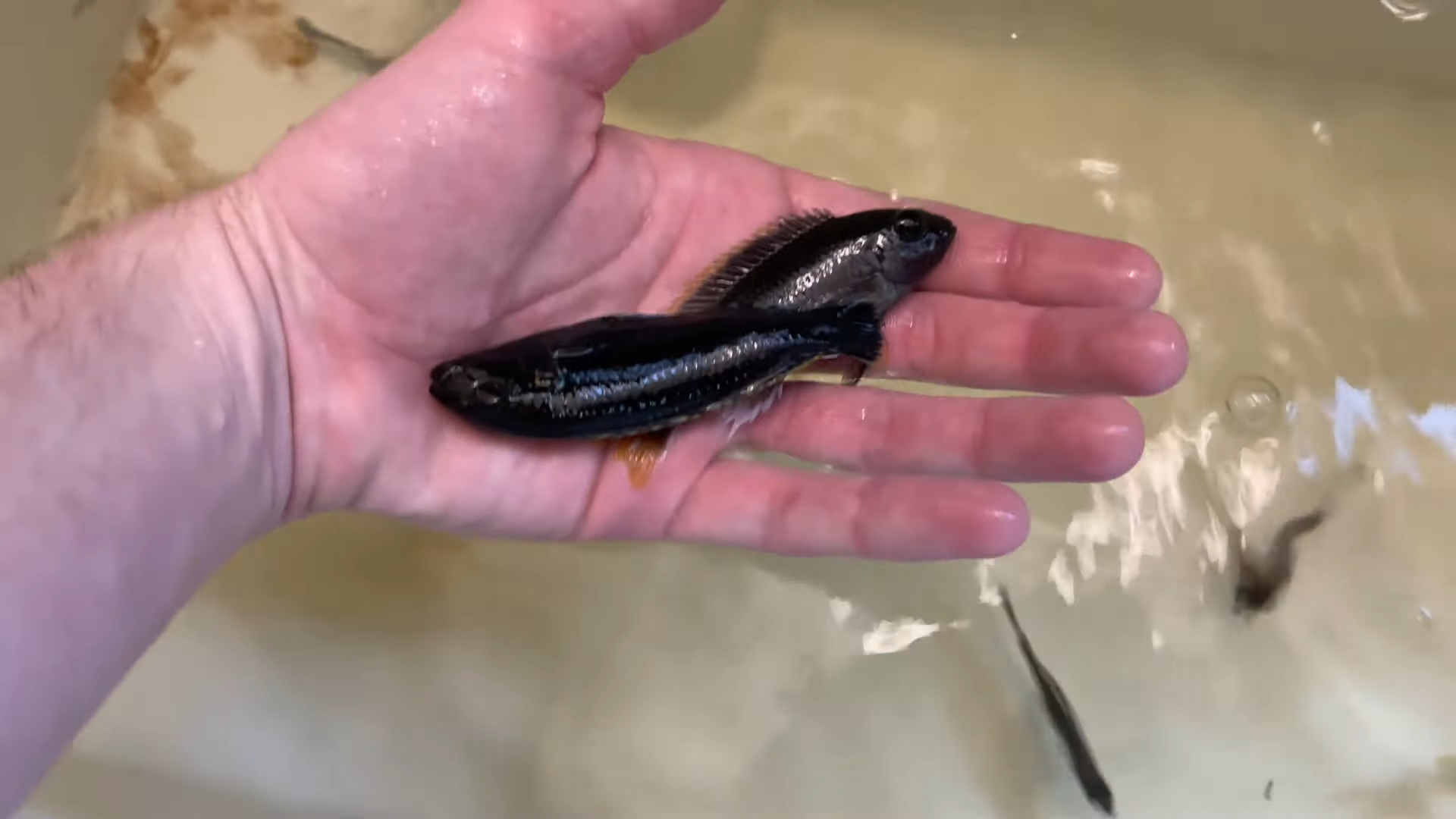 My Exotic Fish Had Babies – Totally Unexpected!