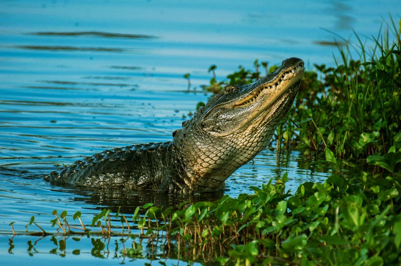 Things Alligators And Birds Have In Common
