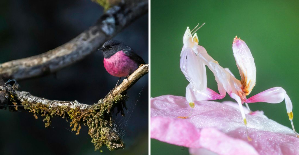 10 Cute Pink Animals, From Land To Sea