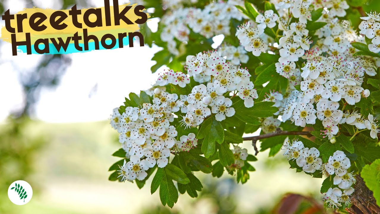 How to identify a hawthorn tree