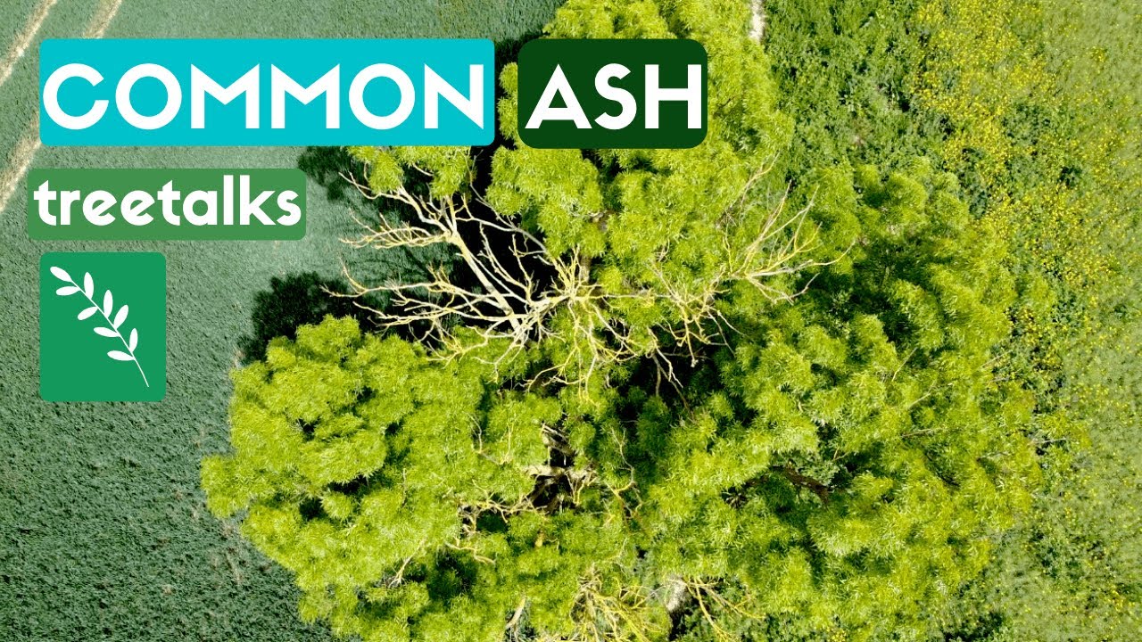 How to identify a common ash tree