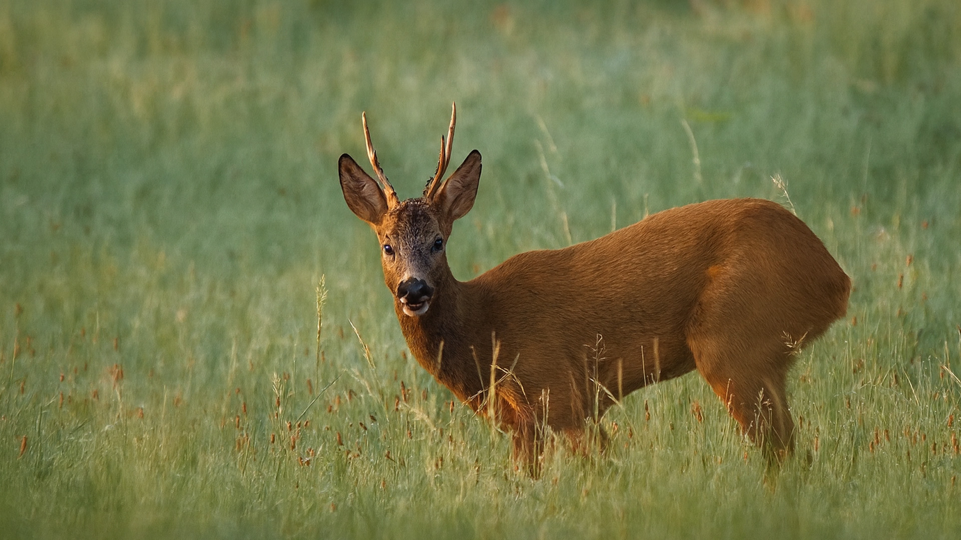 Begegnung mit Wildtieren in ihrer natürlichen Umgebung