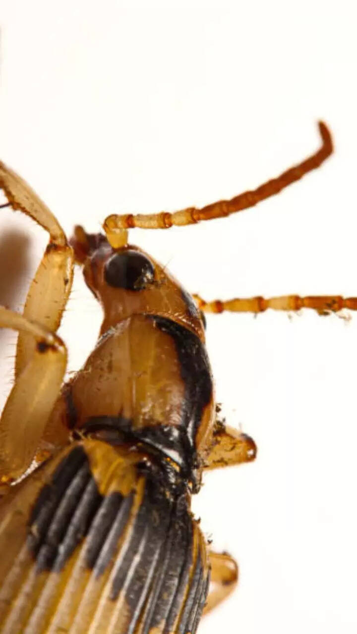 Survival of the fittest: 8 animals with the most bizarre defense ...