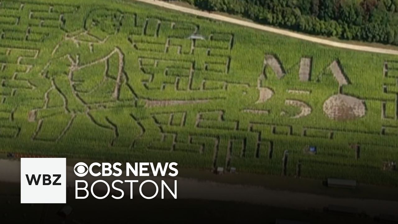 A Massachusetts corn maze is shaped like a Minuteman