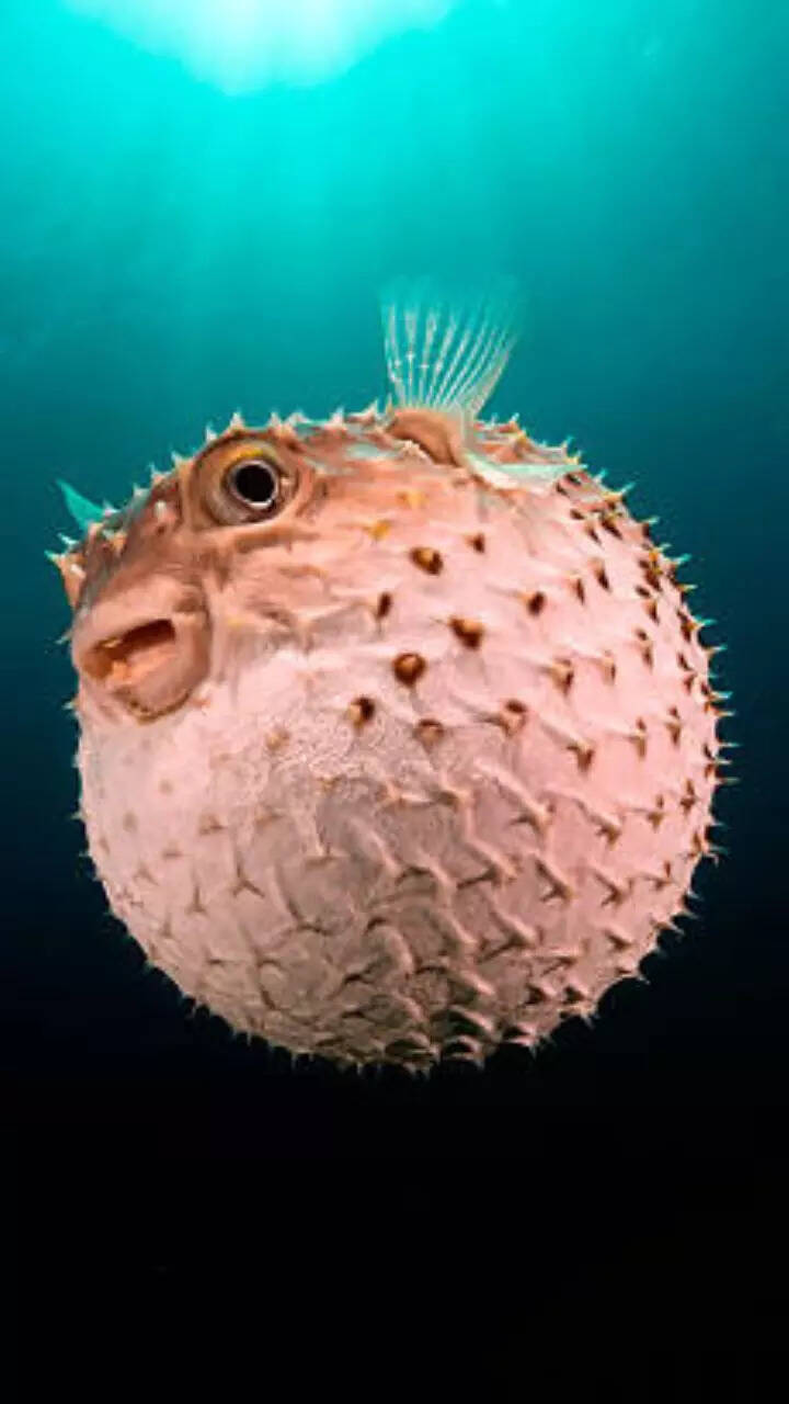 Survival of the fittest: 8 animals with the most bizarre defense ...