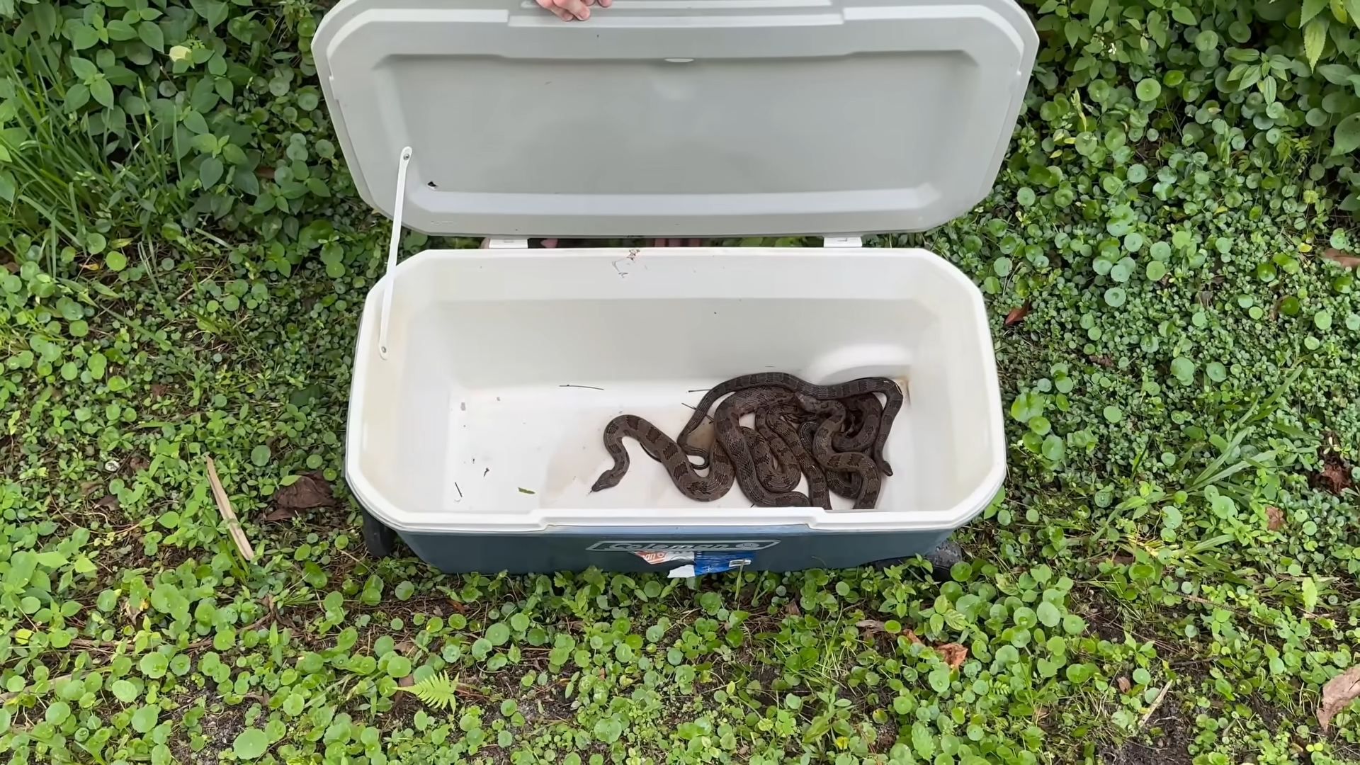 Deadly Snake Infestation Discovered In Hidden Pond