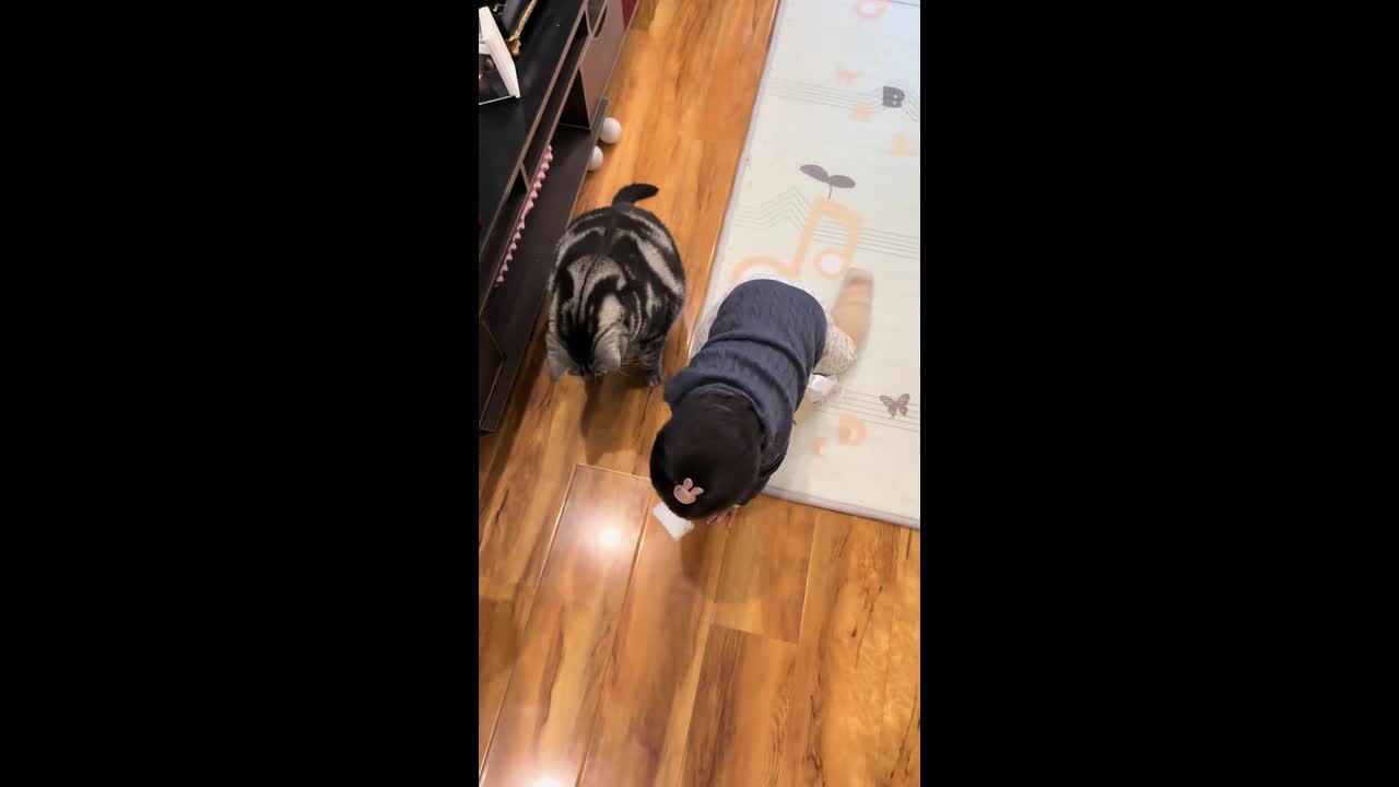 Playful cat helps child retrieve toy in Shaanxi, China