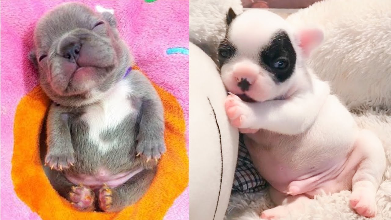 Sweet Bulldog Puppies Resting and Playing