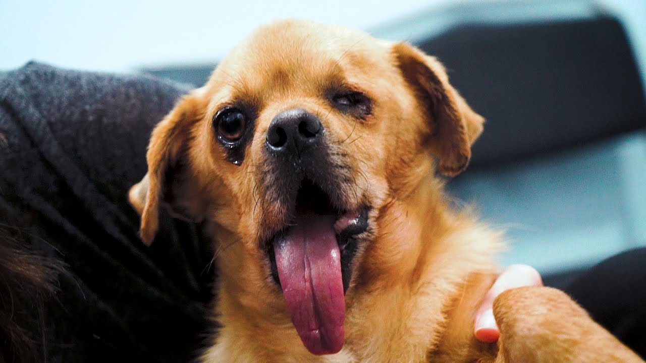 Where hope takes hold: Progress in animal rescue and recovery