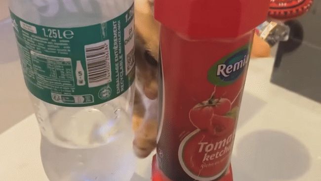 Sneaky Cat Hides Behind Ketchup Bottle to Try Steal Owner's Food