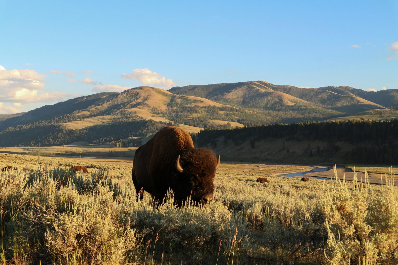 9 Elk Hunting Hotspots You Can Camp Beside in Wyoming