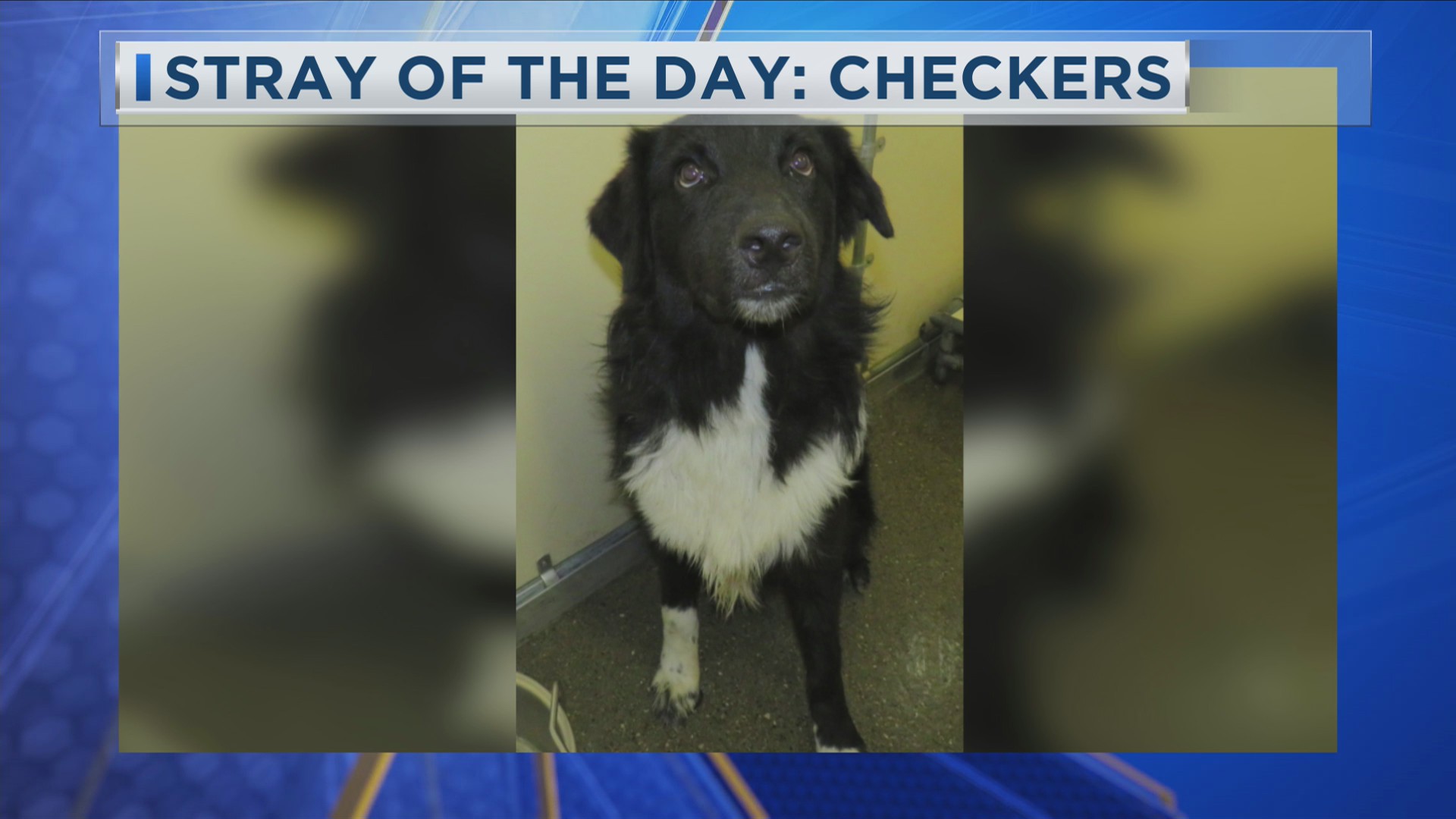 Stray of the Day: Meet Checkers