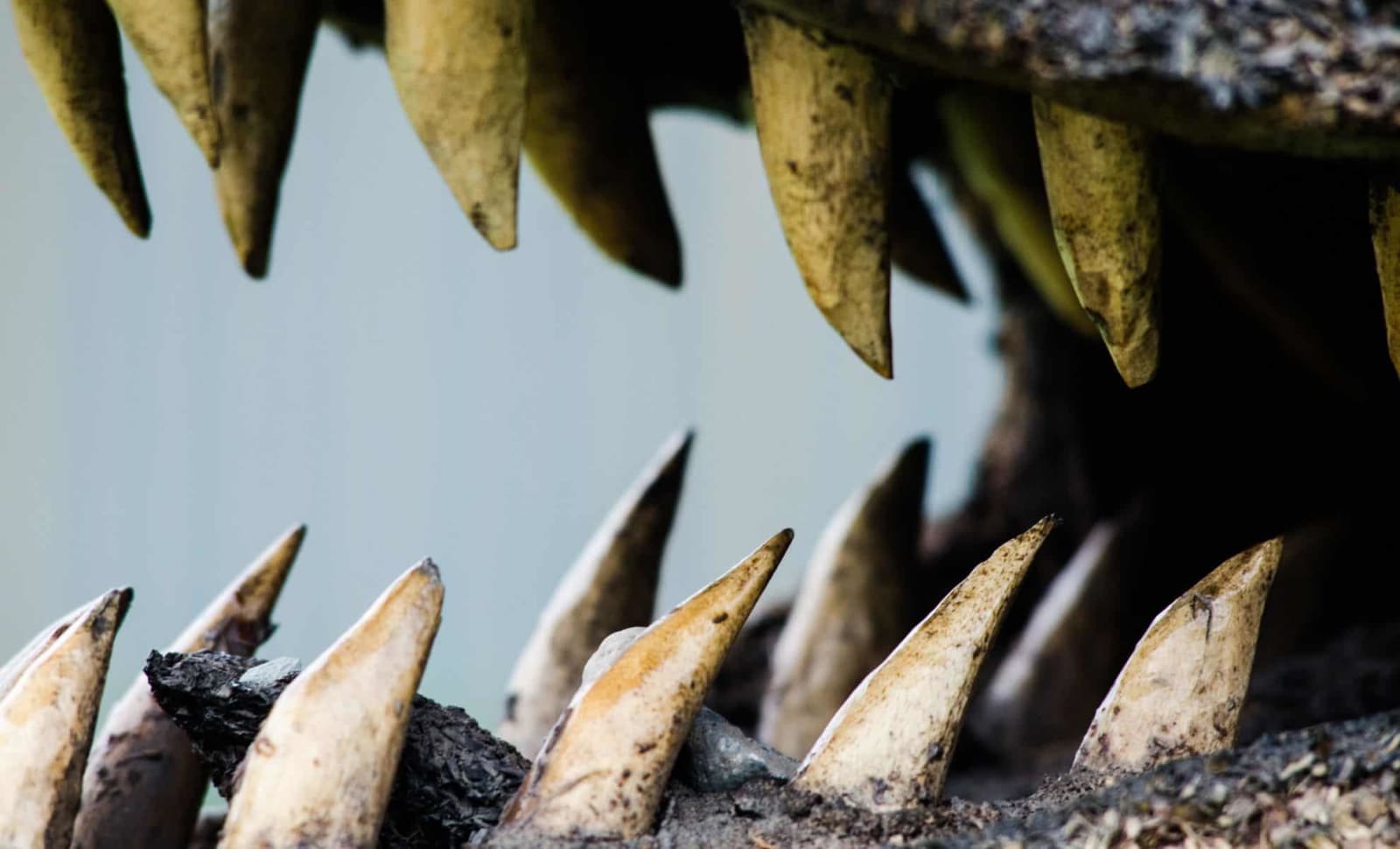 Scientists Just Found a Fossil That Rocked the Cretaceous, It Ate ...