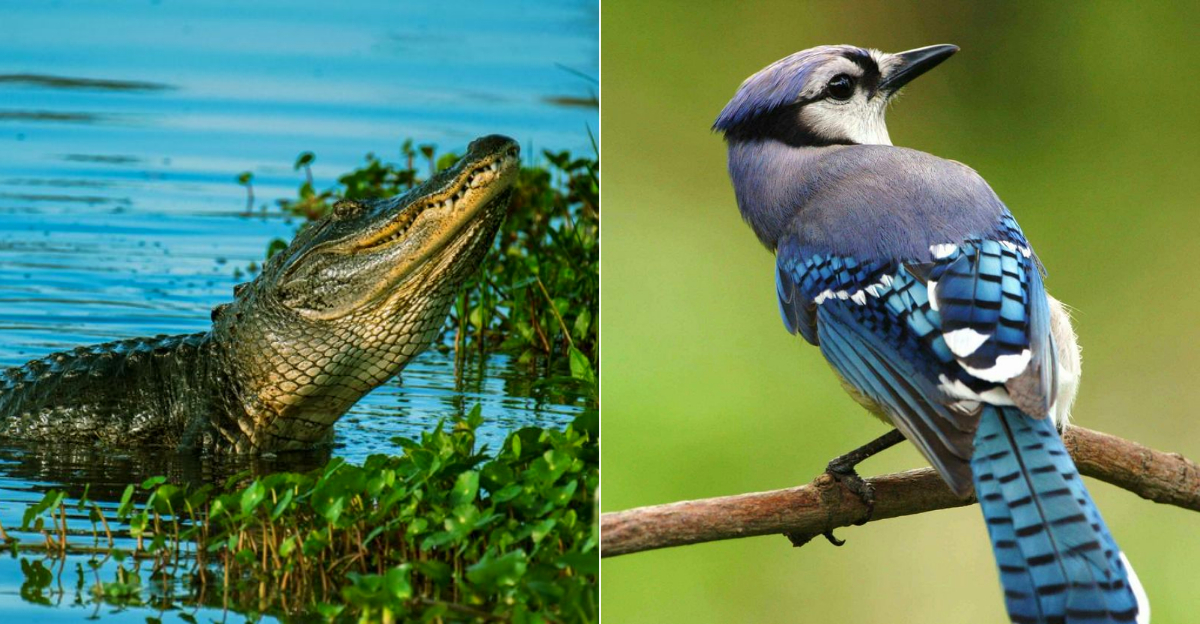 Things Alligators And Birds Have In Common