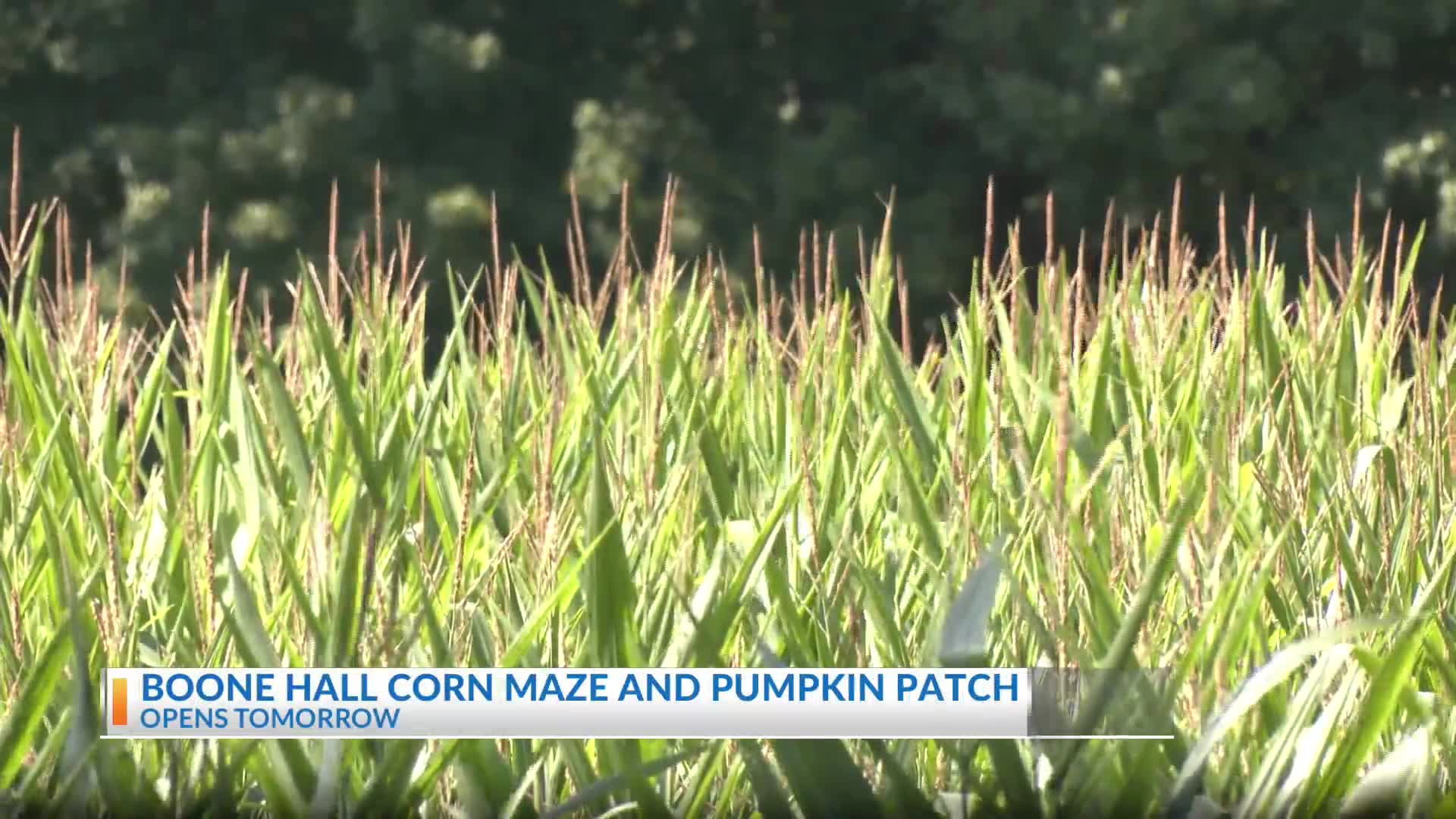 Boone Hall to open corn maze, pumpkin patch Friday