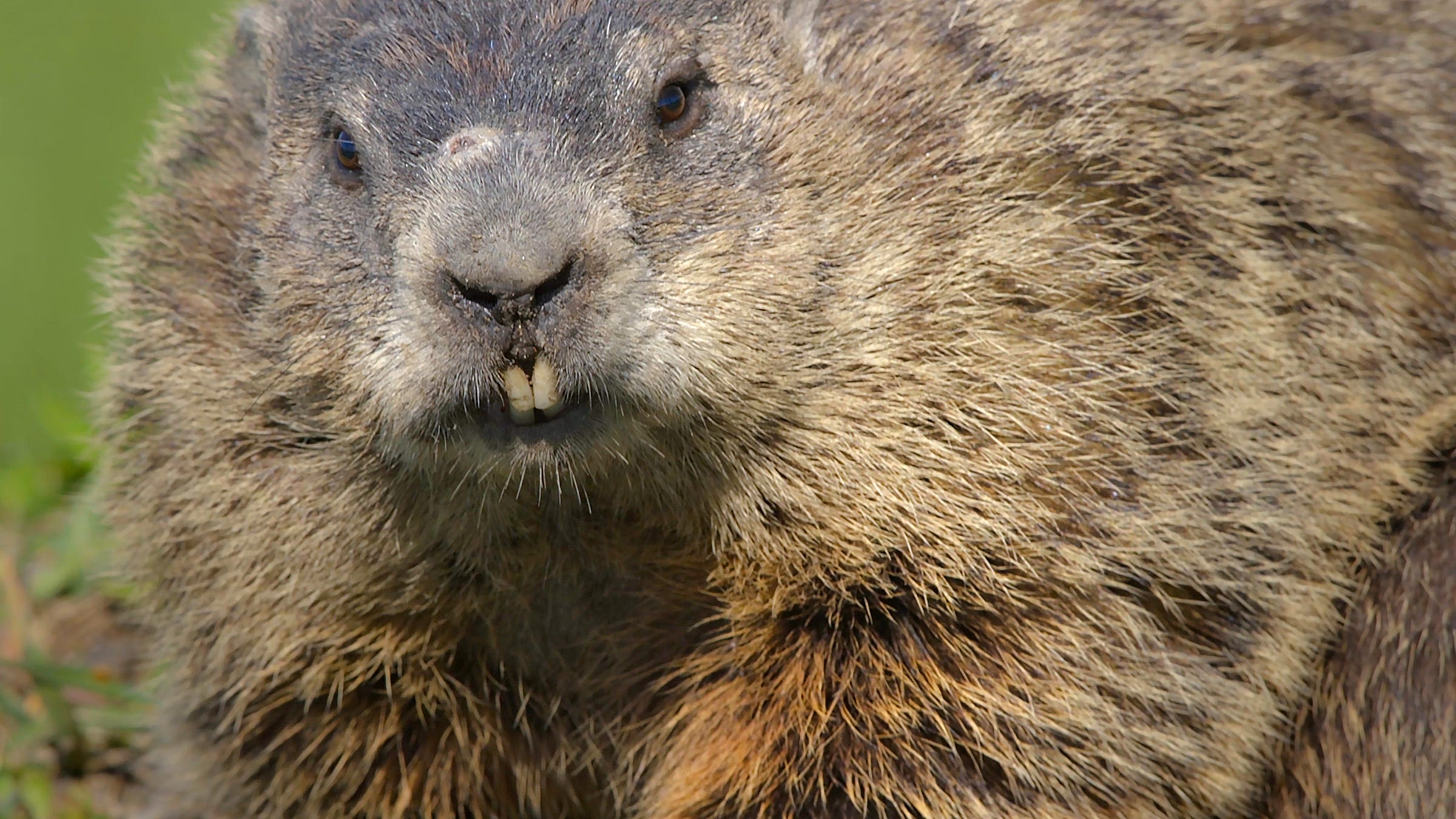 Who is Smith Lake Jake? Meet Alabama's furriest celebrity who's ...
