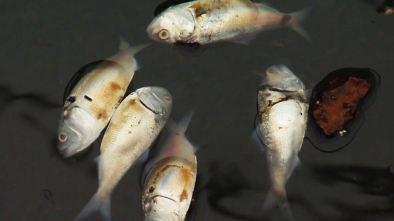 Algae die-off in Maryland harbor kills 25,000 fish