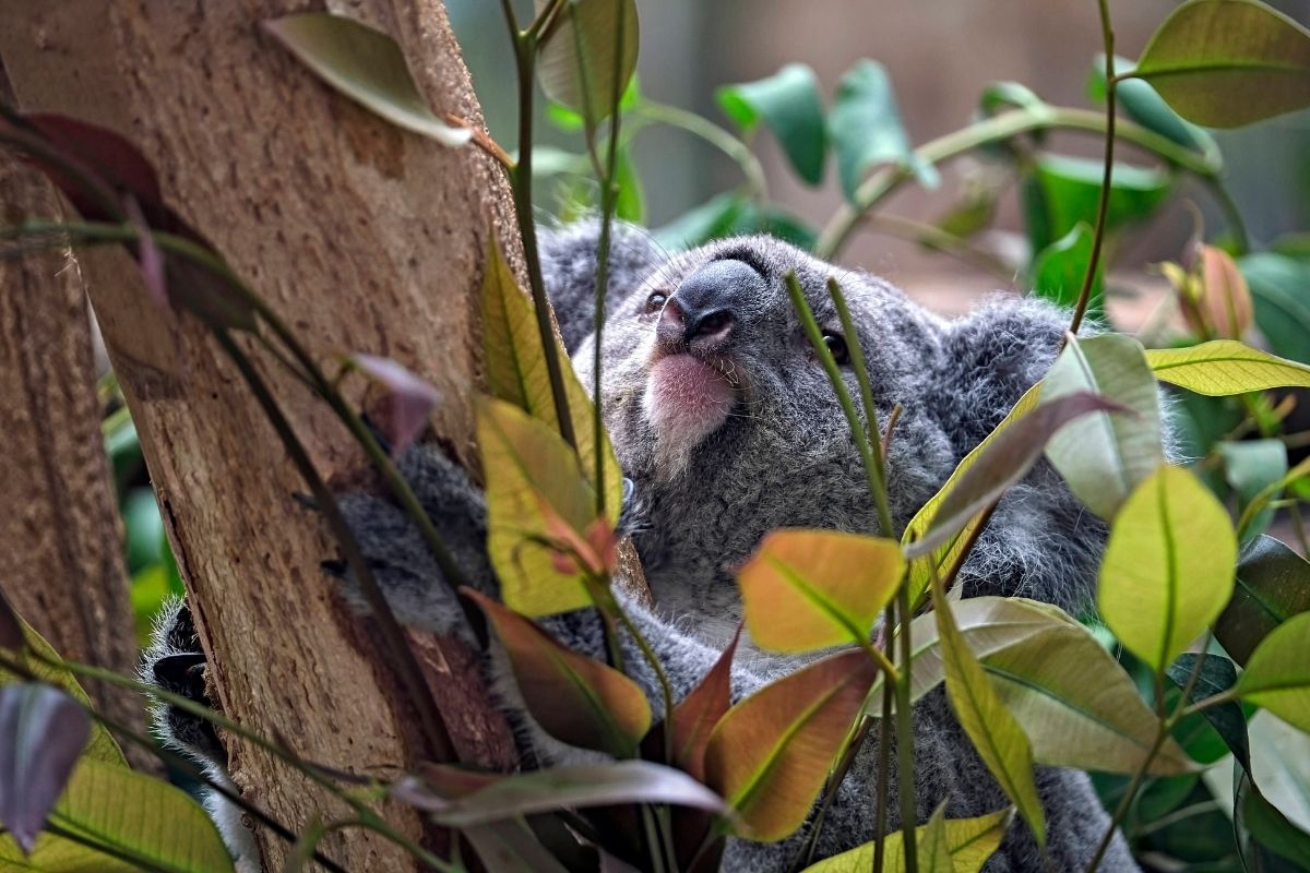 „Mandie“ ist im Zoo Leipzig zurück! Doch es gibt traurige Nachrichten