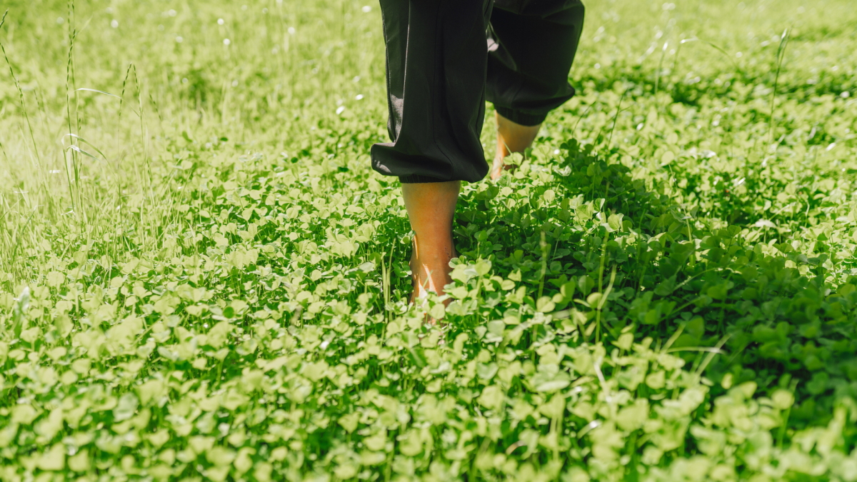 Clover Lawns Require Way Less Water and Mowing Than Grass, and They're ...