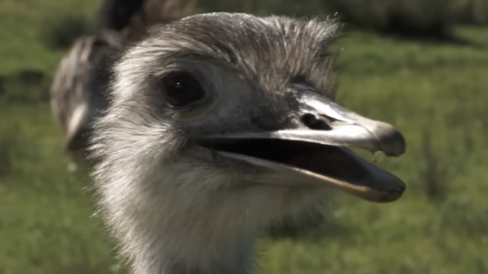 How Some Animals Survive by Appearing Stupid