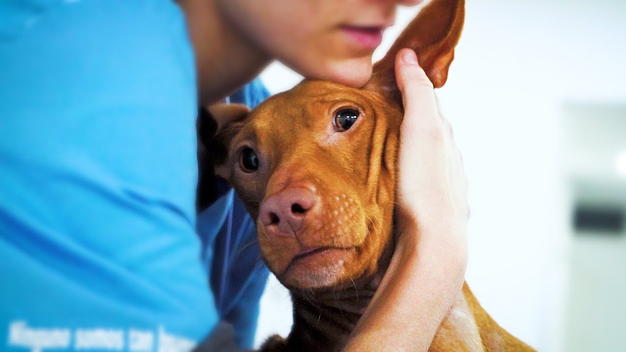 Dog abandoned in the wild fights for his life