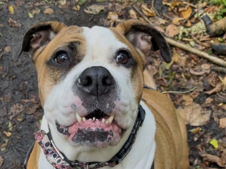 These 28 adorable dogs at Holly Hedge are looking for a forever home in ...